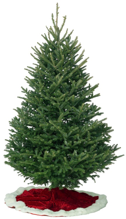 11 Foot Christmas Tree – Brooklyntreefarm